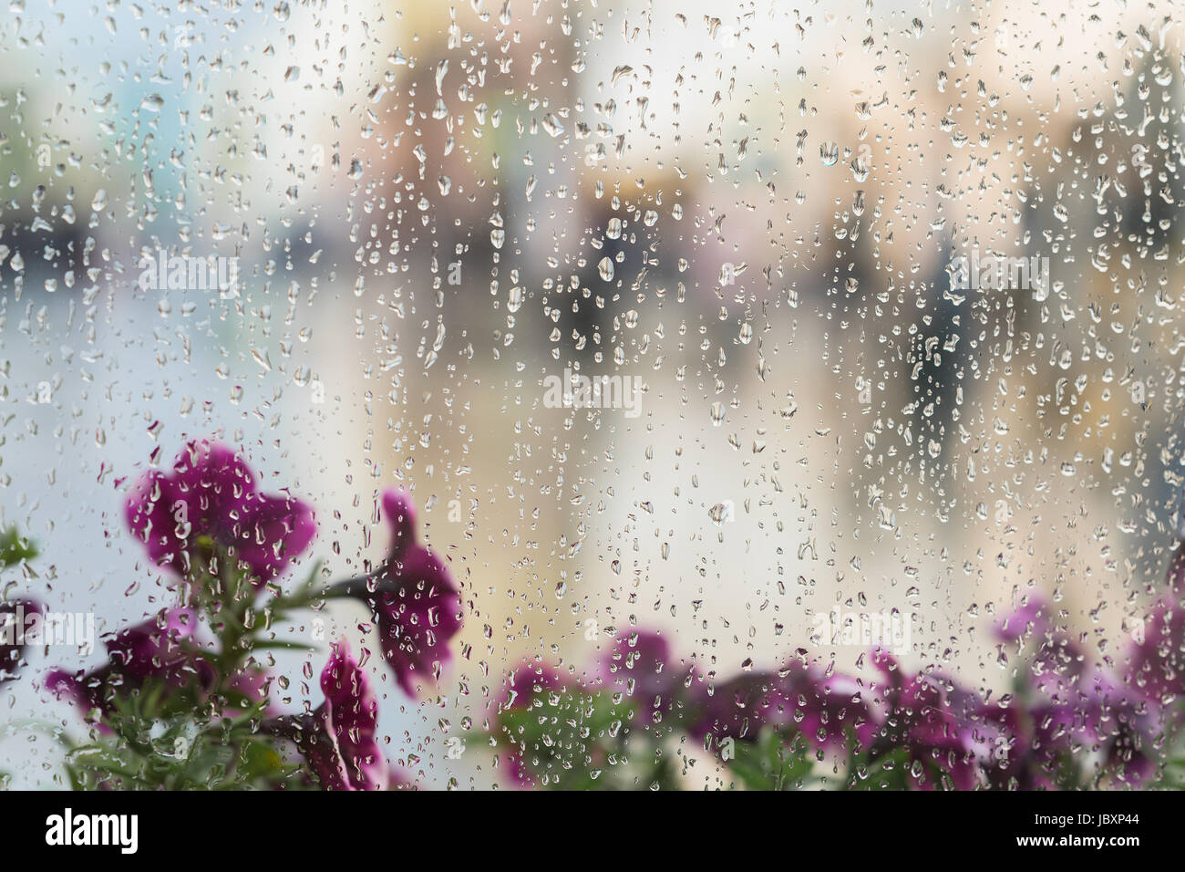 Lila Blumen hinter dem nassen Fenster mit Regen fällt, verschwommene ...