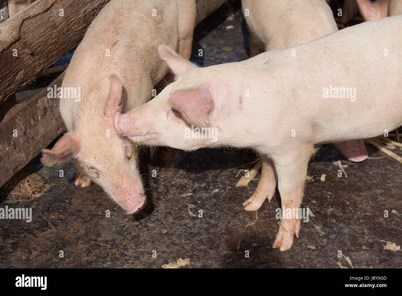 Hausschweine pigs -Fotos und -Bildmaterial in hoher Auflösung – Alamy