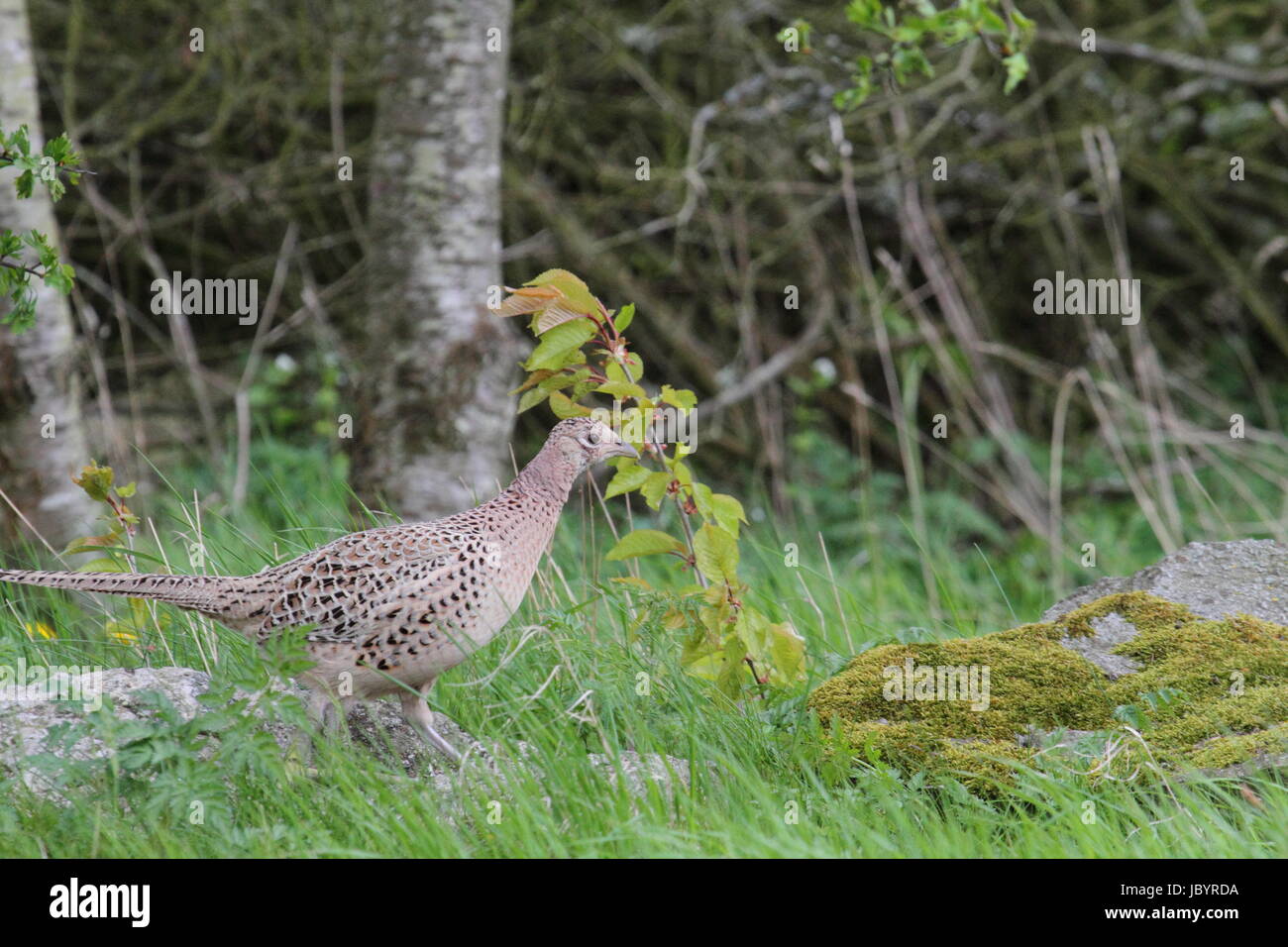 Fasan weibchen oder henne -Fotos und -Bildmaterial in hoher Auflösung ...