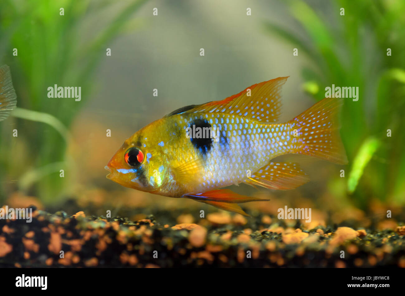 Ramirezi mikrogeophagus ramirezi -Fotos und -Bildmaterial in hoher ...