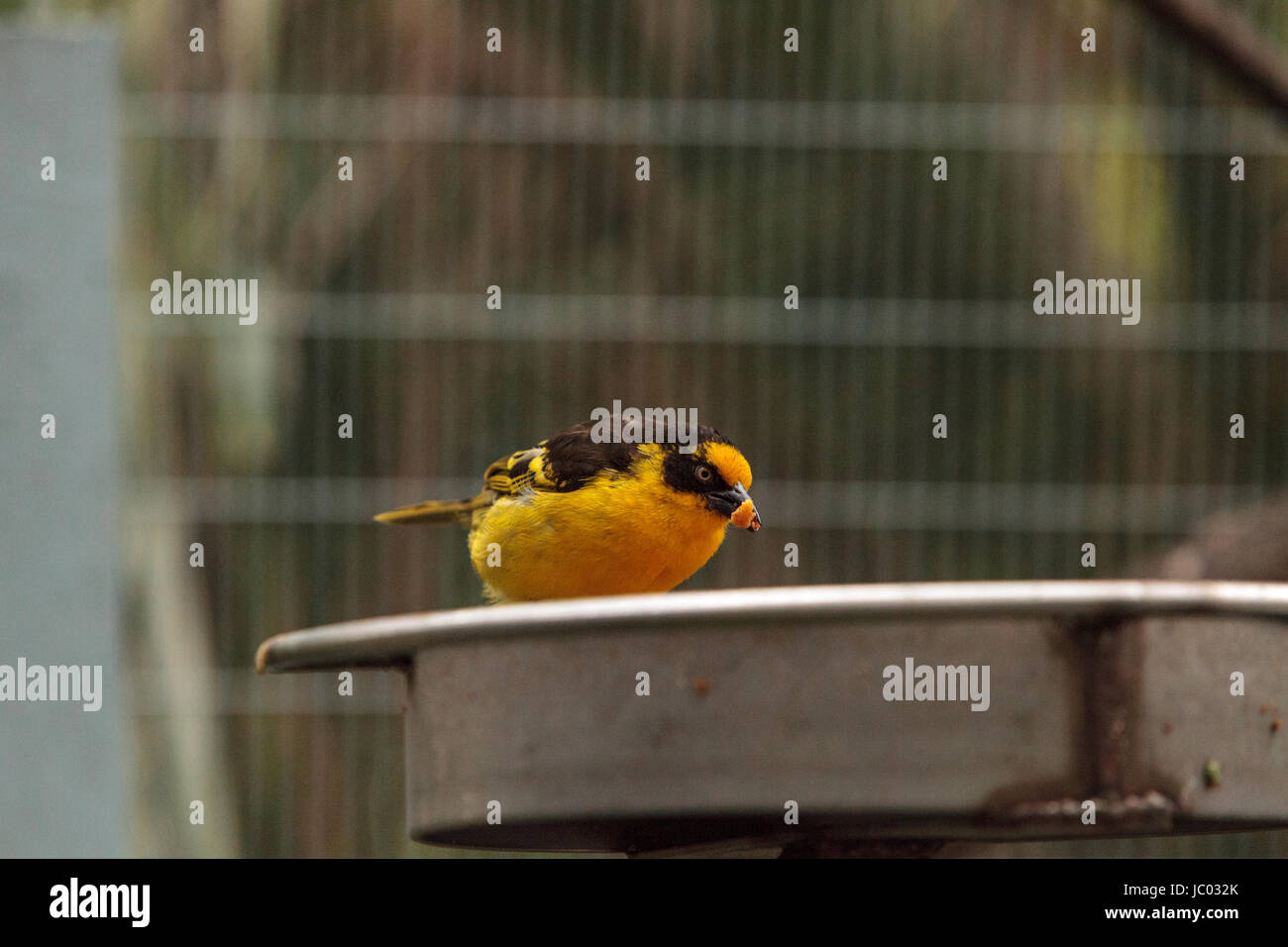 Afrikanische Pirol ist ein leuchtend gelber Vogel mit einer schwarzen ...