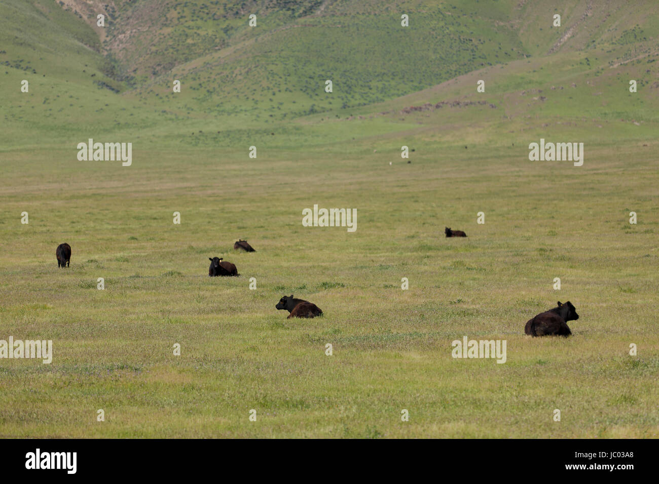 Freilandhaltung Rinder in Zentral-Kalifornien Wiesen - Kalifornien USA ...