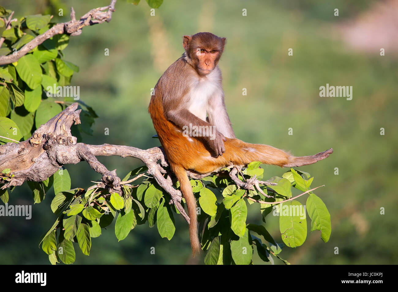 Rhesus-Makaken (Macaca Mulatta) sitzen auf einem Baum in der Nähe von ...