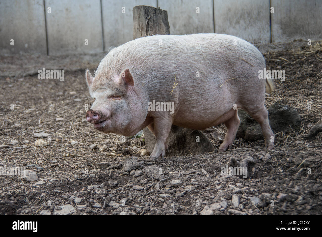 Hausschwein Auf Acker Stockfotografie - Alamy