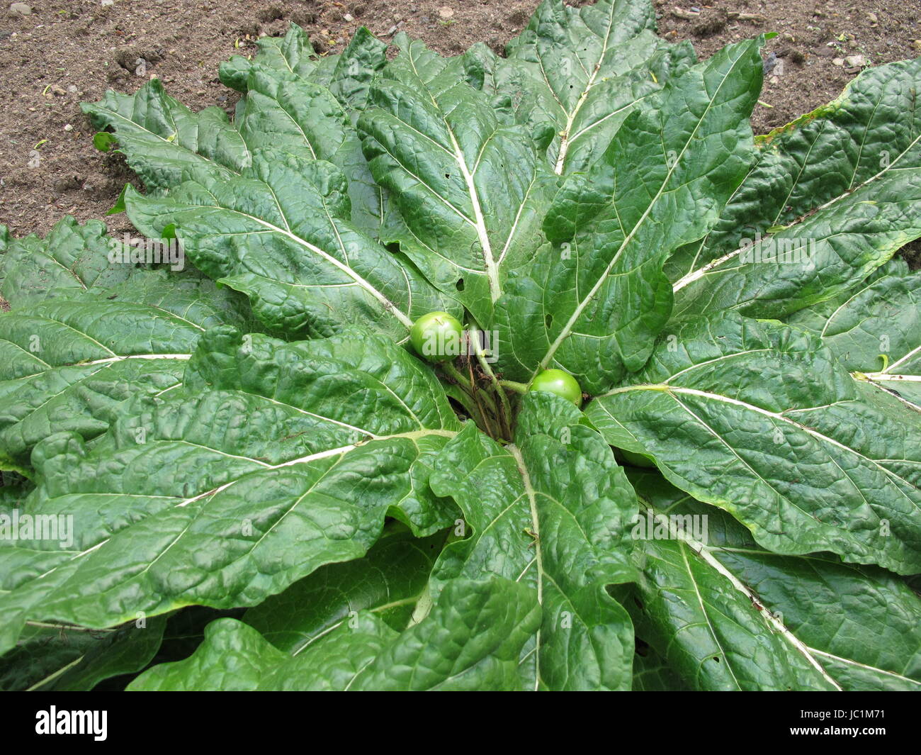 Mandragora pflanze -Fotos und -Bildmaterial in hoher Auflösung – Alamy