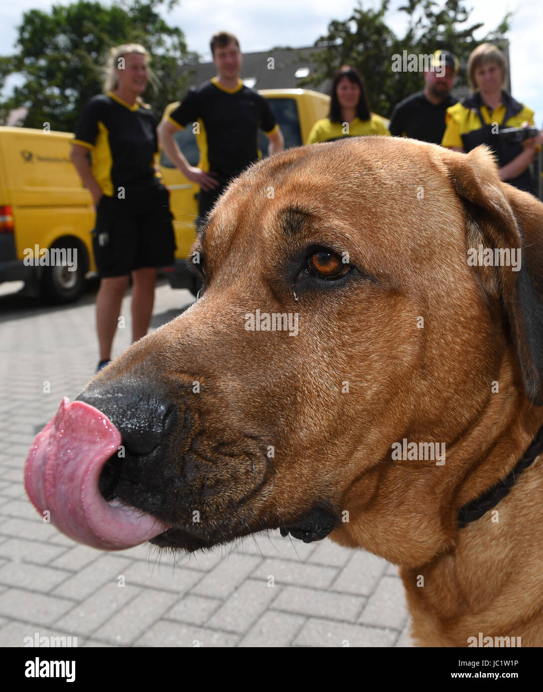 Ein postbote und sein hund -Fotos und -Bildmaterial in hoher Auflösung ...