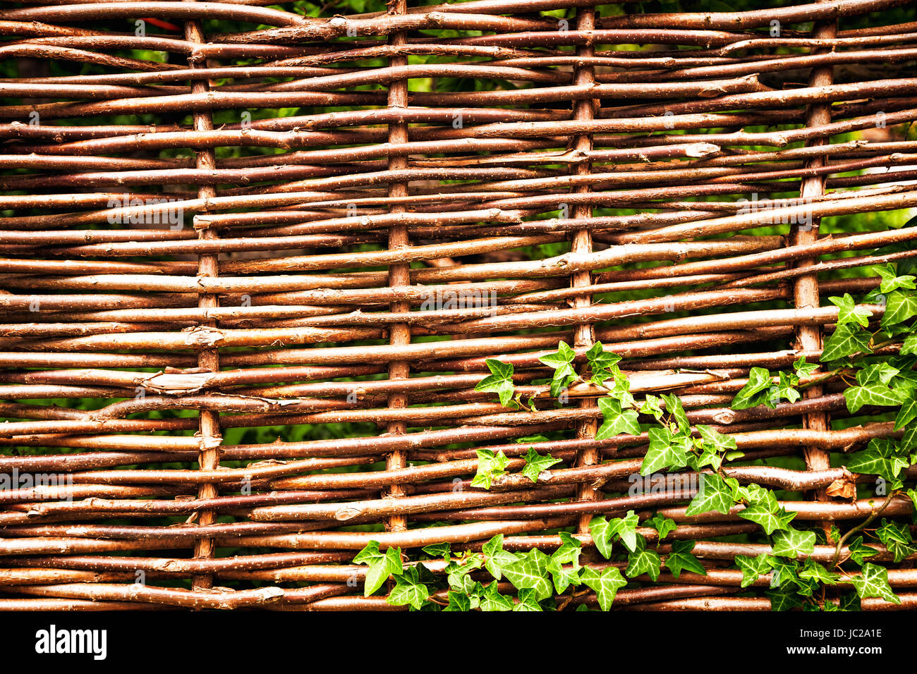 Efeu Ranke Stockfotos und -bilder Kaufen - Alamy