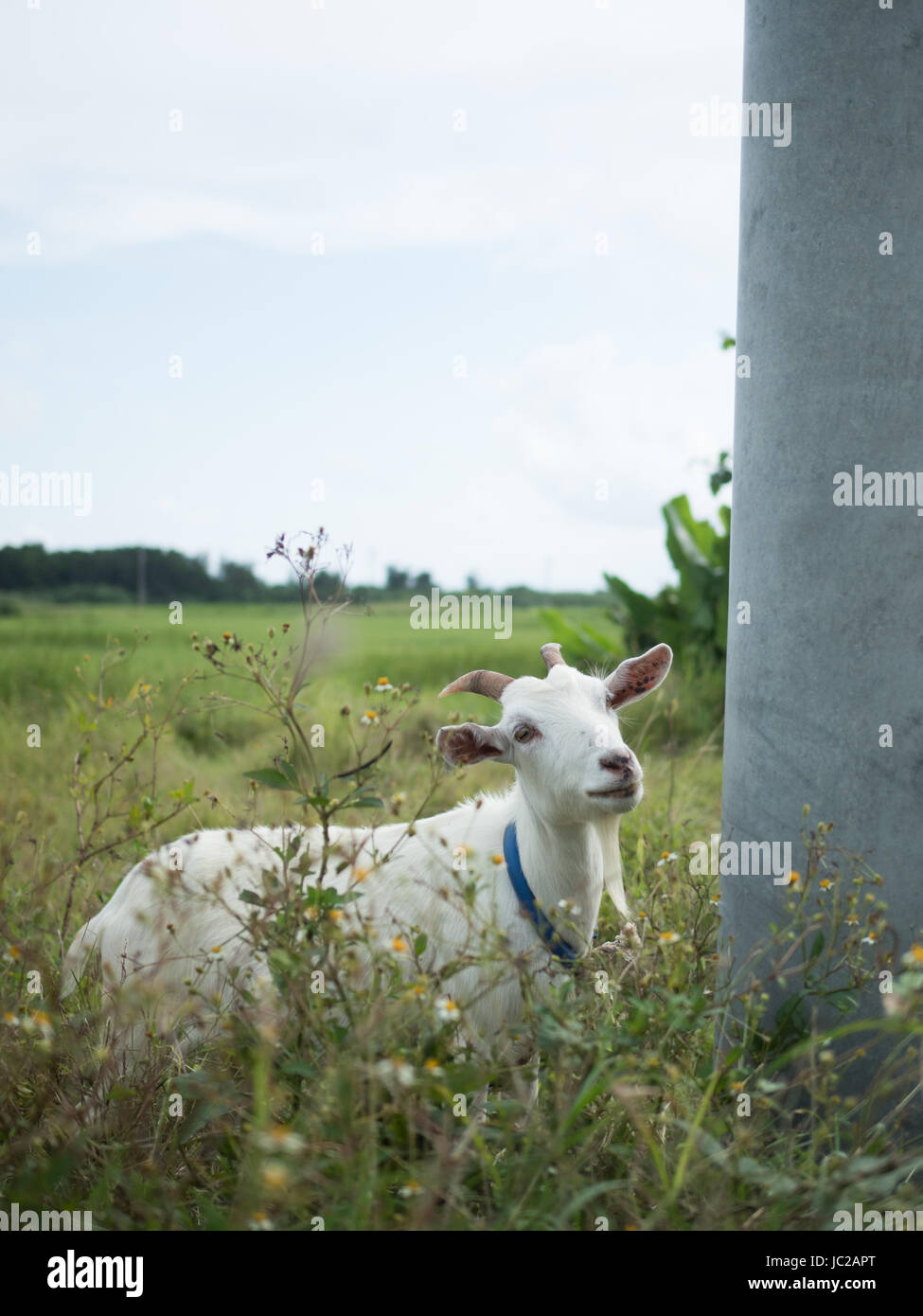 Ziege in kohama insel -Fotos und -Bildmaterial in hoher Auflösung – Alamy