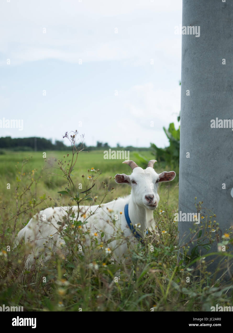 Ziege in kohama insel -Fotos und -Bildmaterial in hoher Auflösung – Alamy