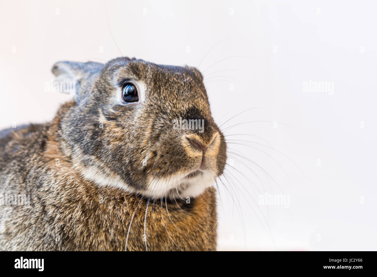 Rabbit teeth -Fotos und -Bildmaterial in hoher Auflösung – Alamy
