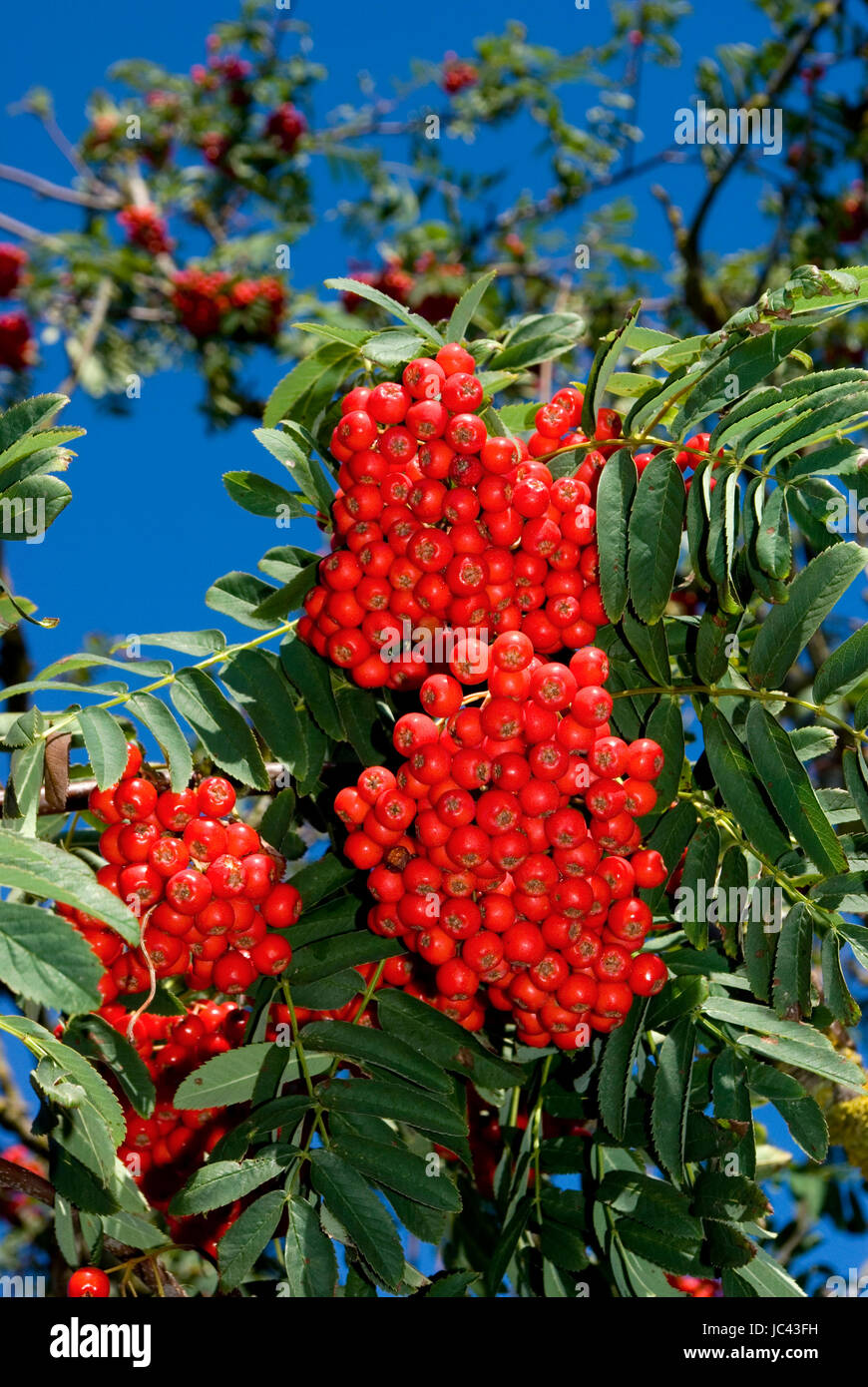 Mountain ash tree -Fotos und -Bildmaterial in hoher Auflösung – Alamy