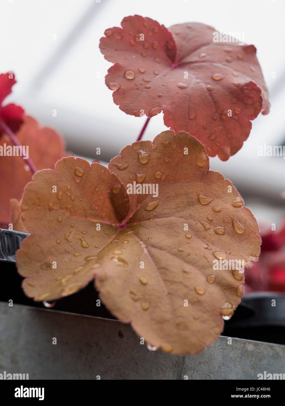 Alumroot (Heuchera Red Fury) im Gewächshaus, Insel Mainau, Baden ...