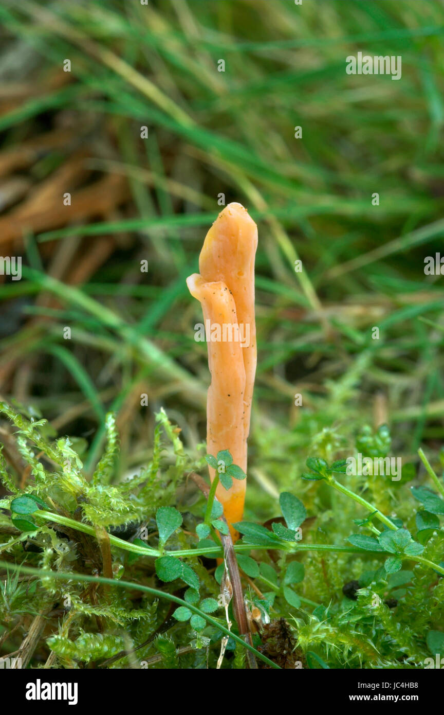 Clavulinopsis laeticolor -Fotos und -Bildmaterial in hoher Auflösung ...