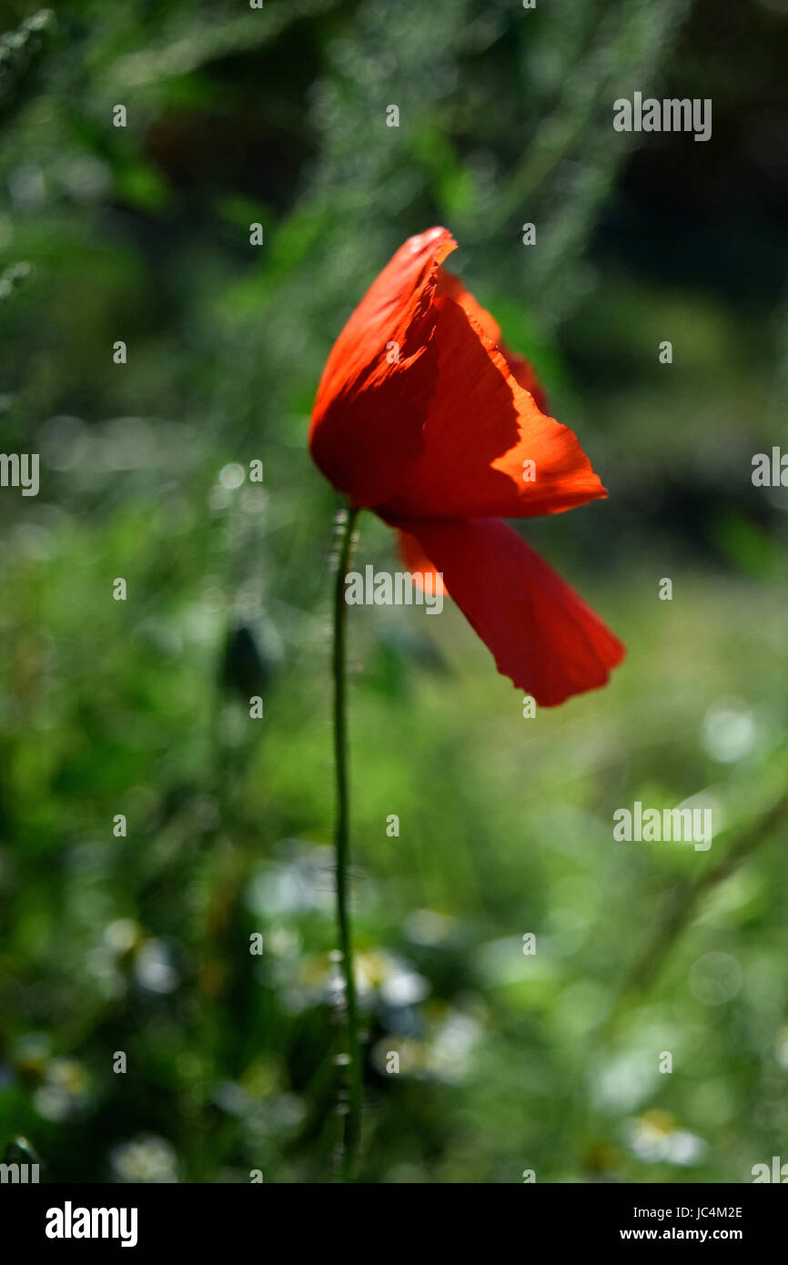 Rote mittagssonne -Fotos und -Bildmaterial in hoher Auflösung – Alamy