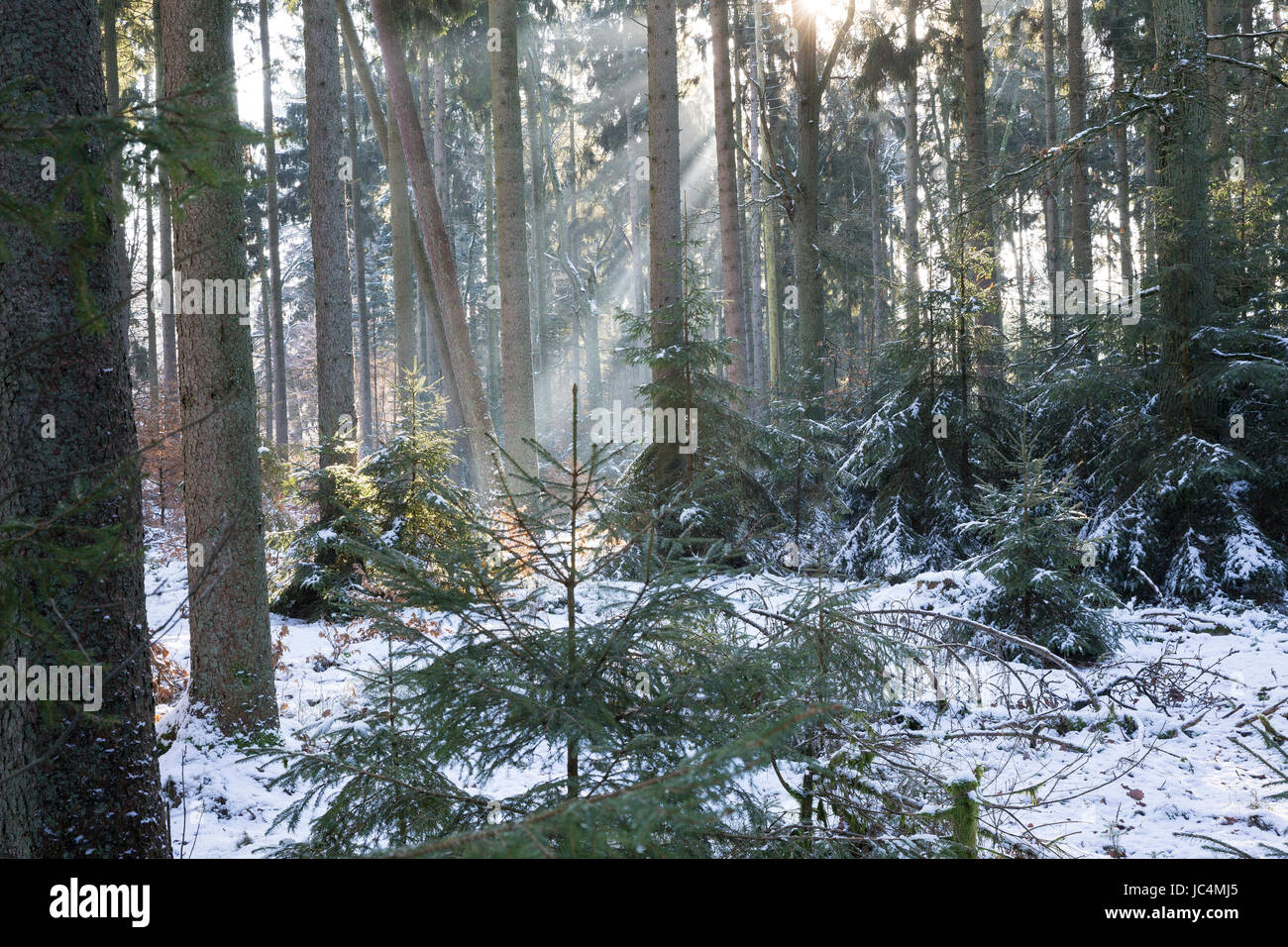 Winterwald, Fichtenwald, Nadelwald, Mischwald Im Winter, Gewöhnliche ...