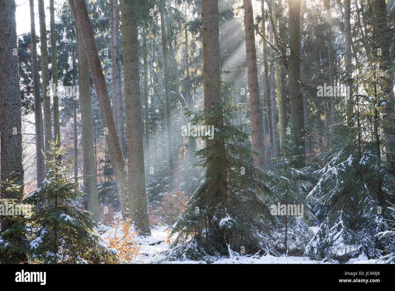 Winterwald, Fichtenwald, Nadelwald, Mischwald Im Winter, Gewöhnliche ...