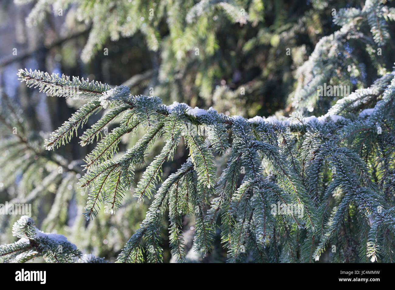Fichte picea abies mit raureif -Fotos und -Bildmaterial in hoher ...