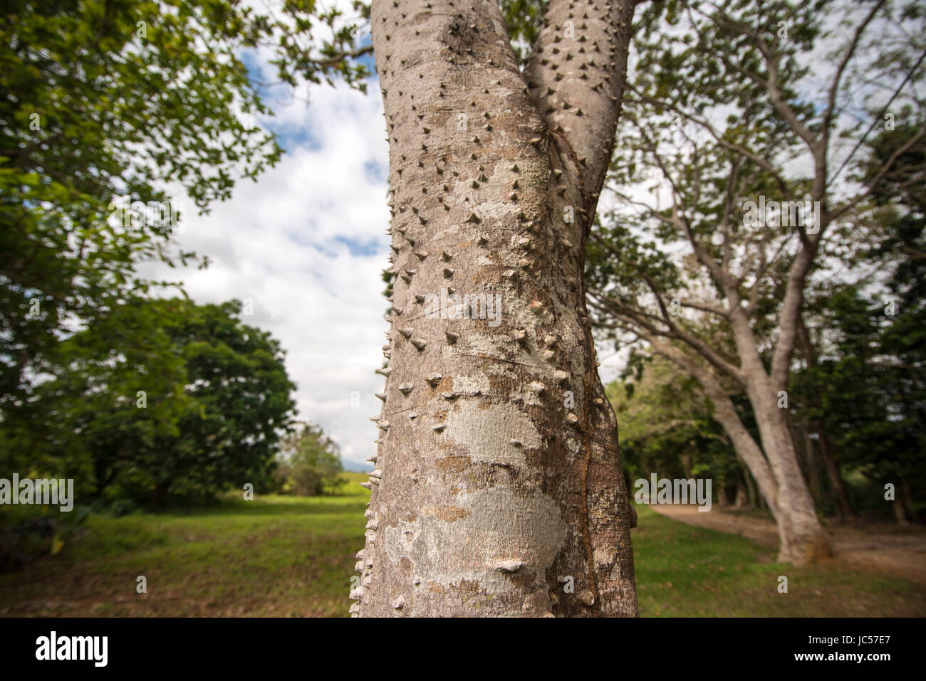 Spiked tree -Fotos und -Bildmaterial in hoher Auflösung – Alamy