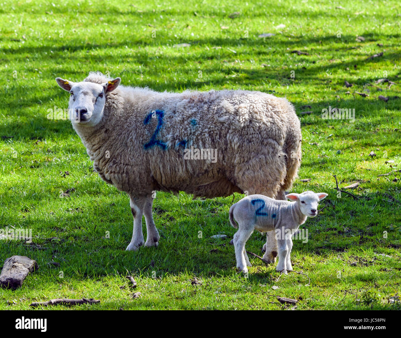 Baby Lamm Stockfotos und -bilder Kaufen - Alamy