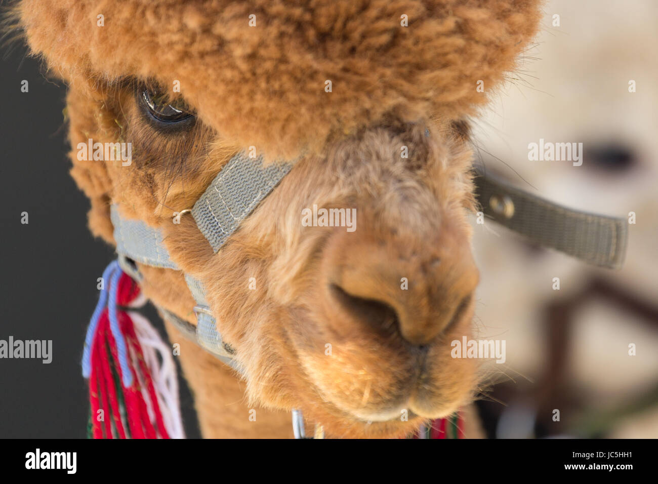 Kopf Von Alpaka Stockfotos und -bilder Kaufen - Alamy