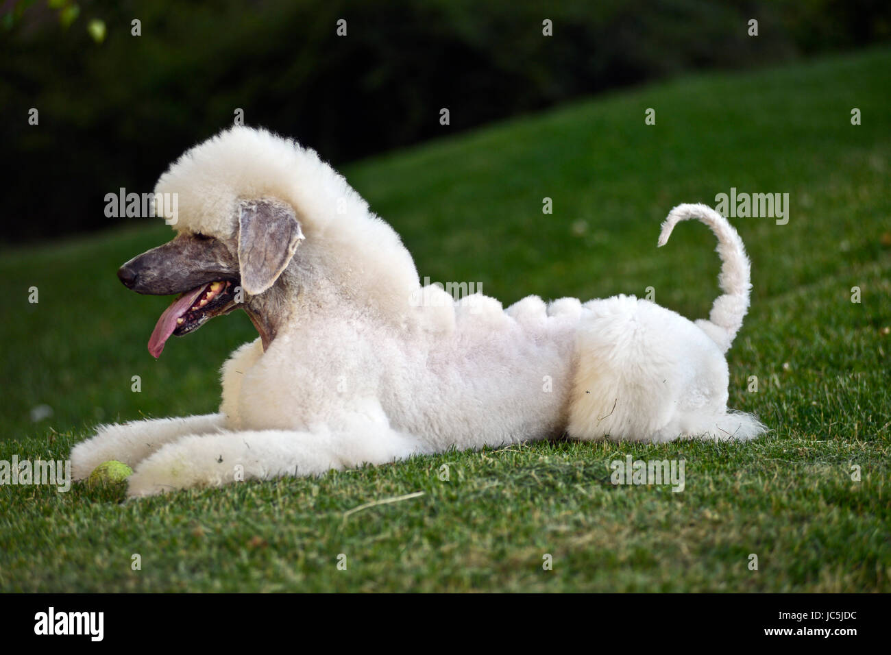 Weißer pudel -Fotos und -Bildmaterial in hoher Auflösung – Alamy