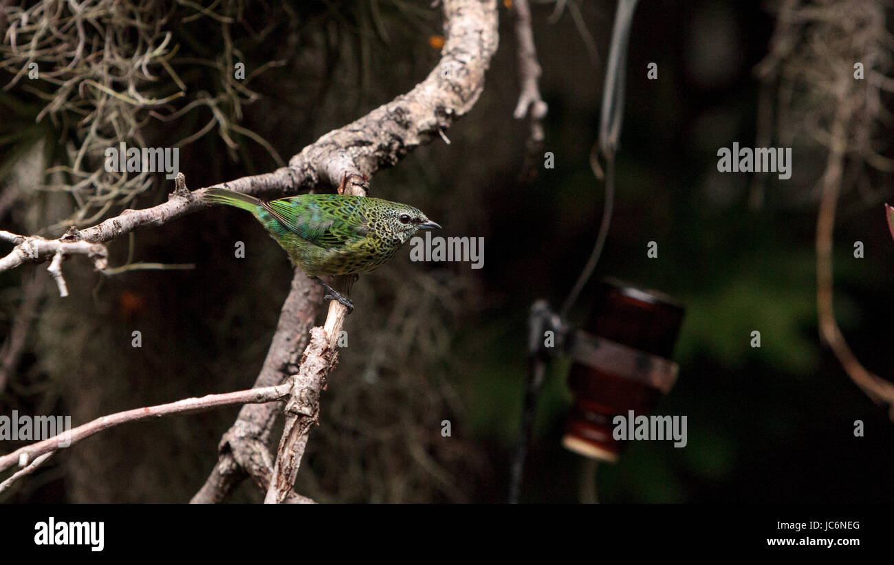Gefleckte Tanager Tangara punctata genannt findet man in Brasilien ...