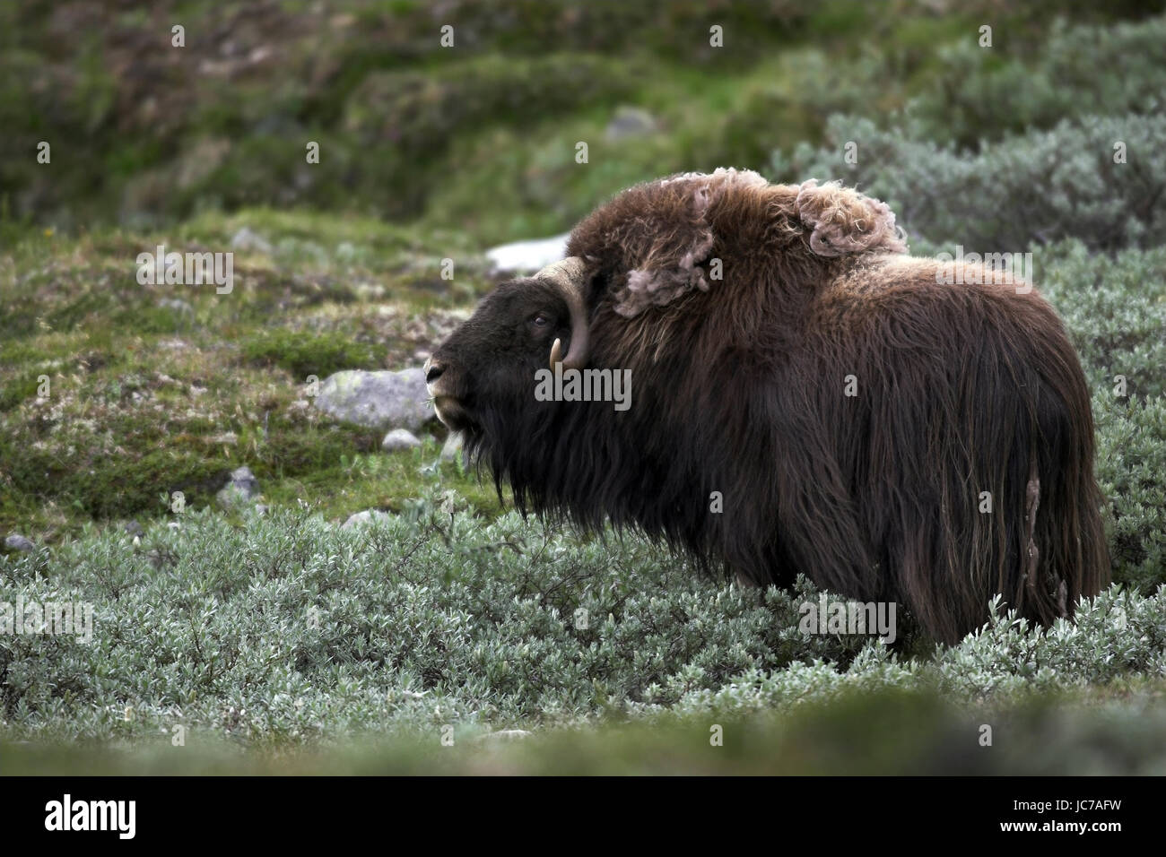 Moschusochse, Moschusochse, Ovibos moschatus,/Moschusochse Moschusochse ...
