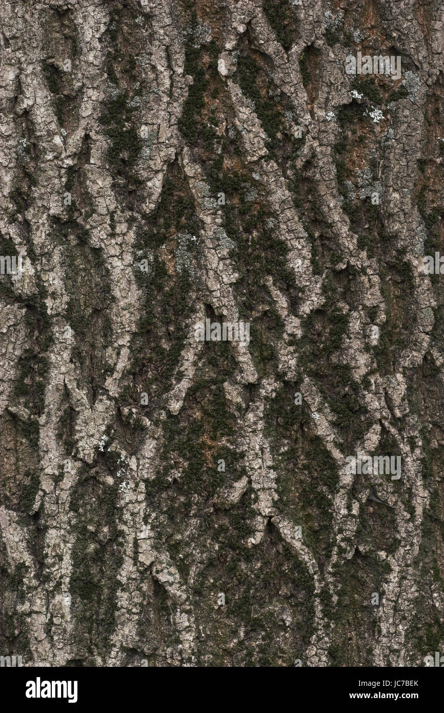 Rinde Der Gemeinen Esche Stockfotos und -bilder Kaufen - Seite 2 - Alamy