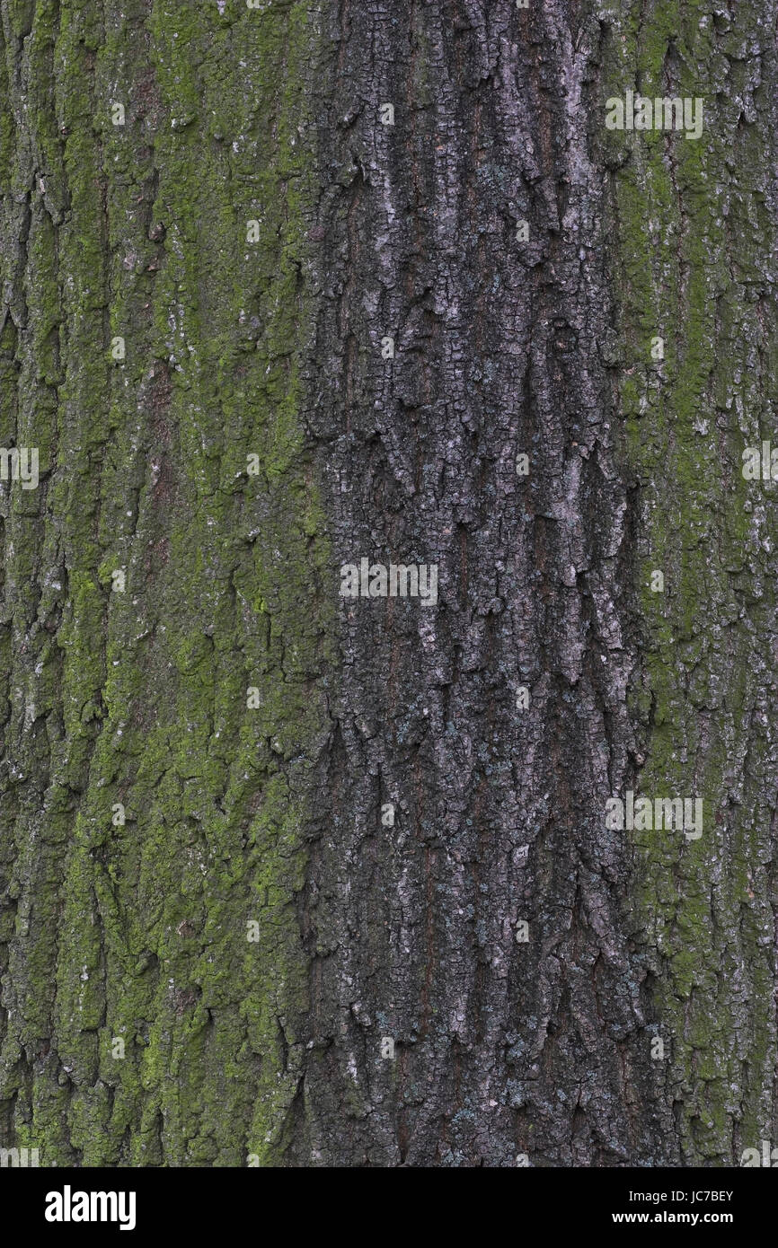 Gemeine Esche, Fraxinus Excelsior, Gemeine Esche / Fraxinus Excelsior ...