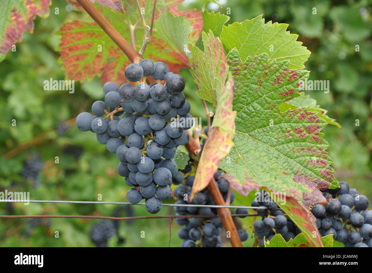 Weintrauben, Weintraube, Wein, Blau, Traube, Trauben, Weinstock, Rebe ...