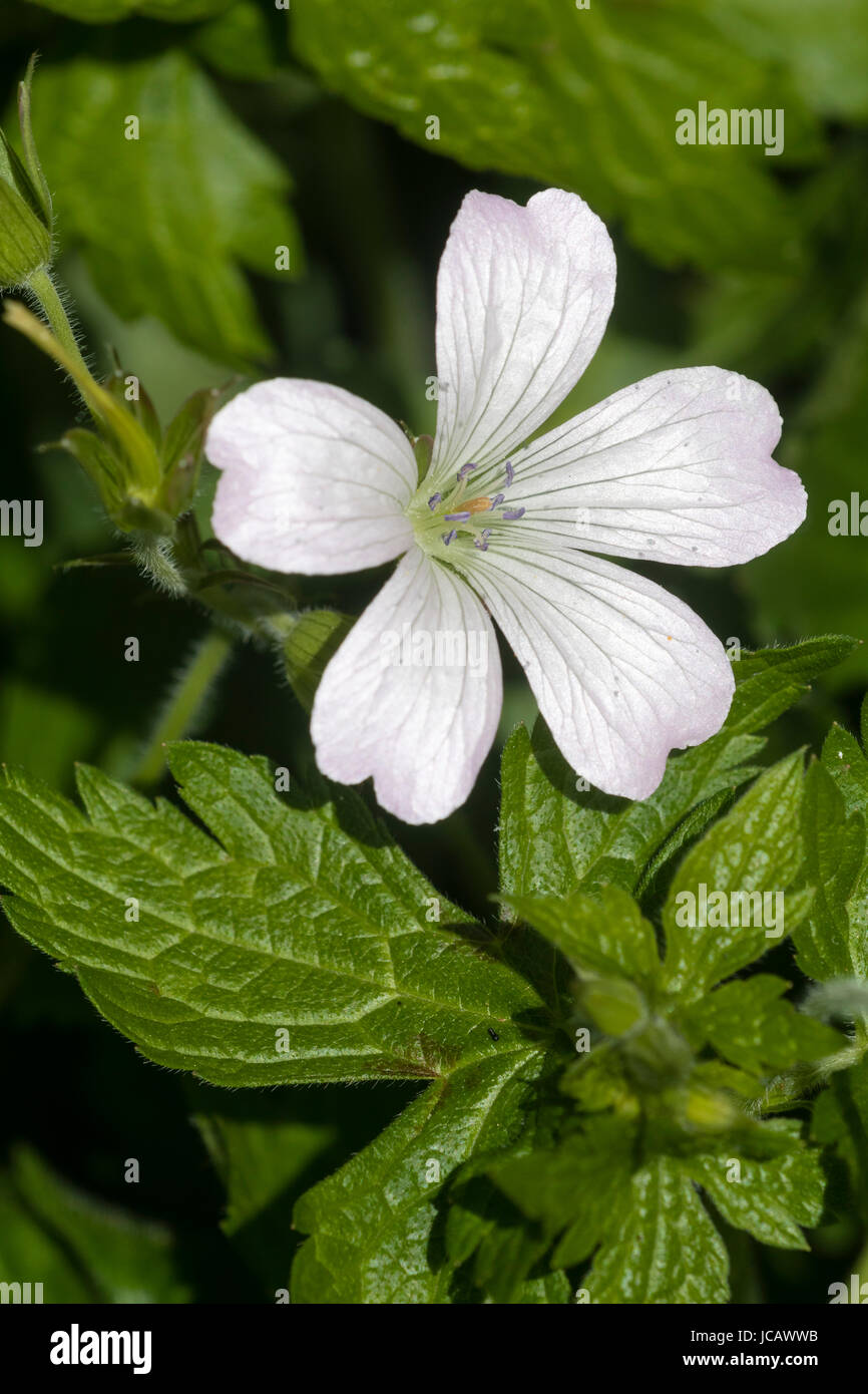 Blasse, fast weiße Blume des Hybrid winterhart Storchschnabel, Geranium ...