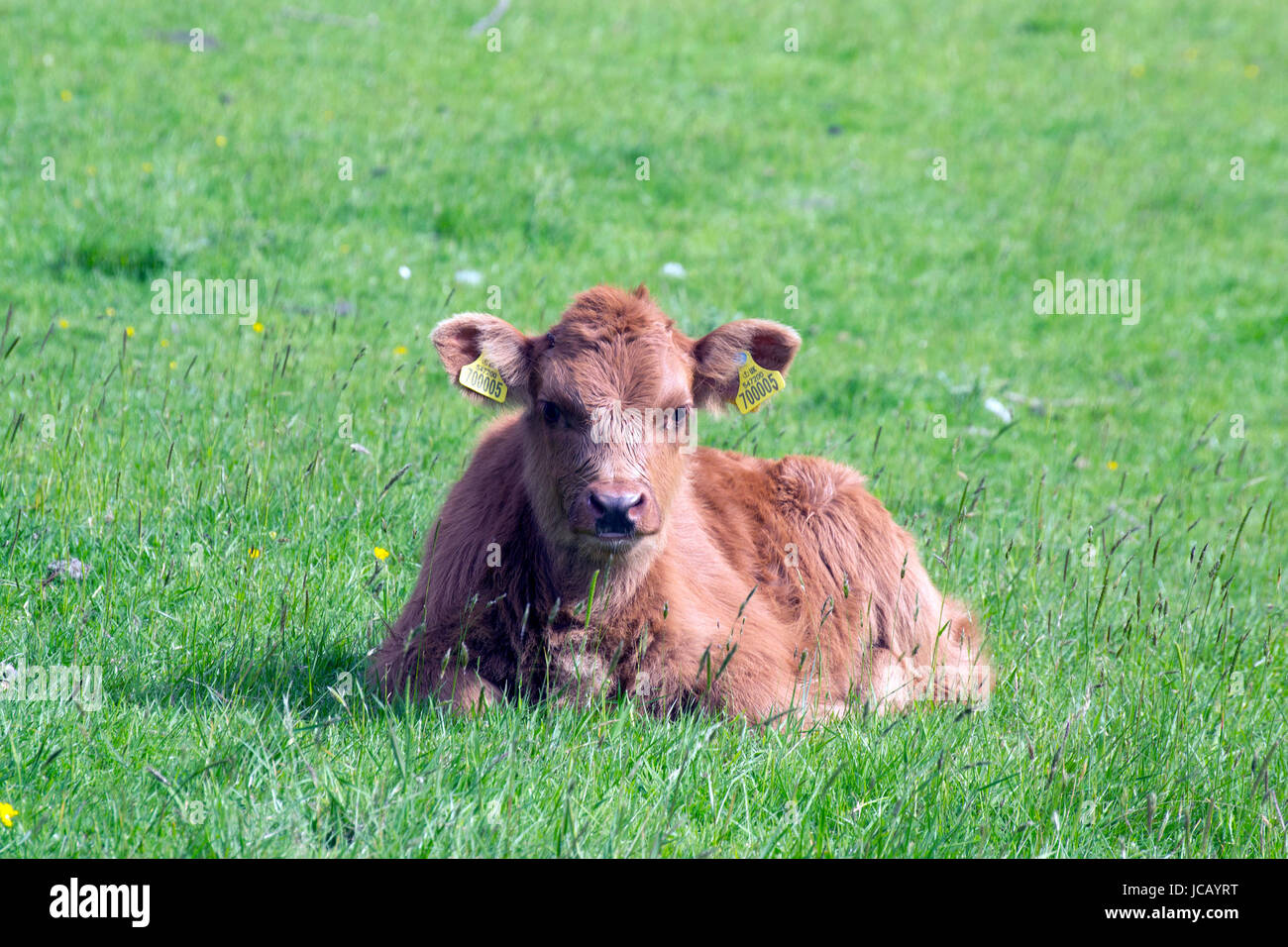 Kuh Kalb Baby Stockfotos & Kuh Kalb Baby Bilder - Alamy