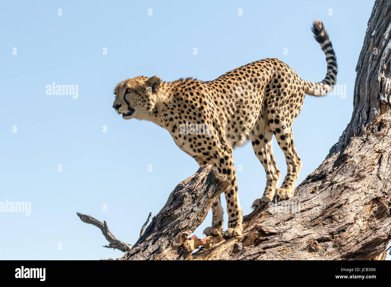 Gepard auf baum -Fotos und -Bildmaterial in hoher Auflösung – Alamy