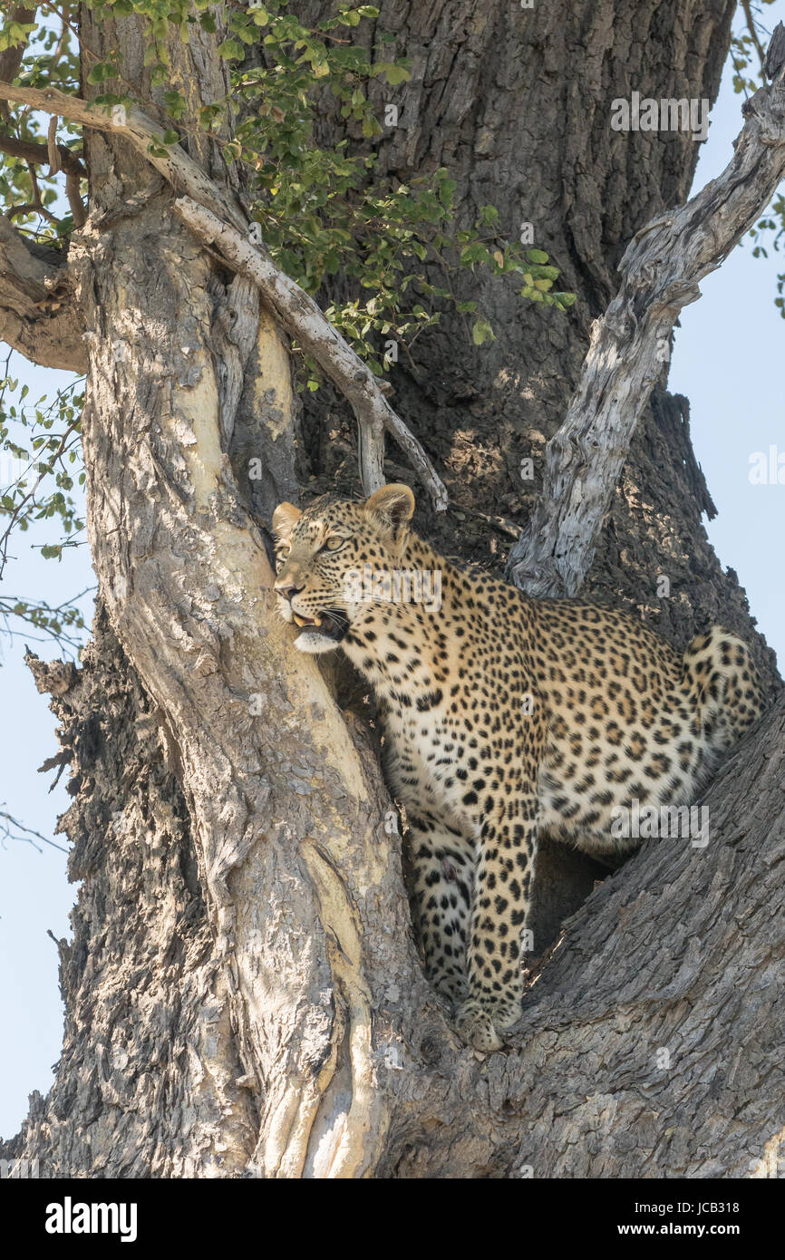 Leopard im baum liegen -Fotos und -Bildmaterial in hoher Auflösung – Alamy
