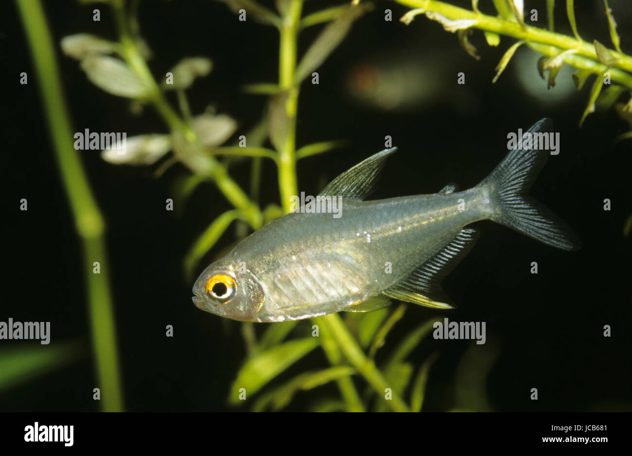 Le tetra citron -Fotos und -Bildmaterial in hoher Auflösung – Alamy