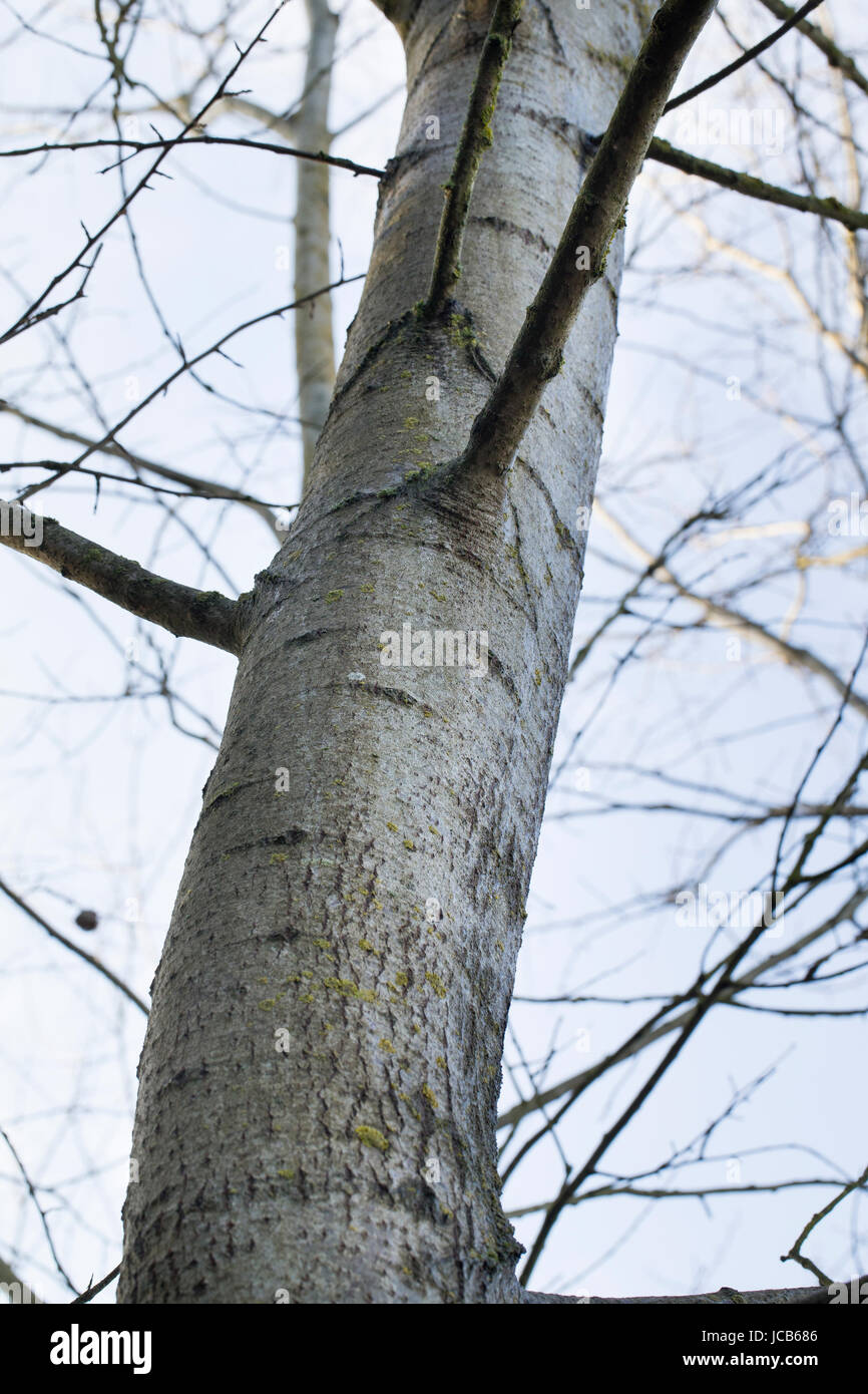 Zitterpappel, Zitter-Pappel, Pappel, Espe, Rinde, Stamm, Borke, Populus ...