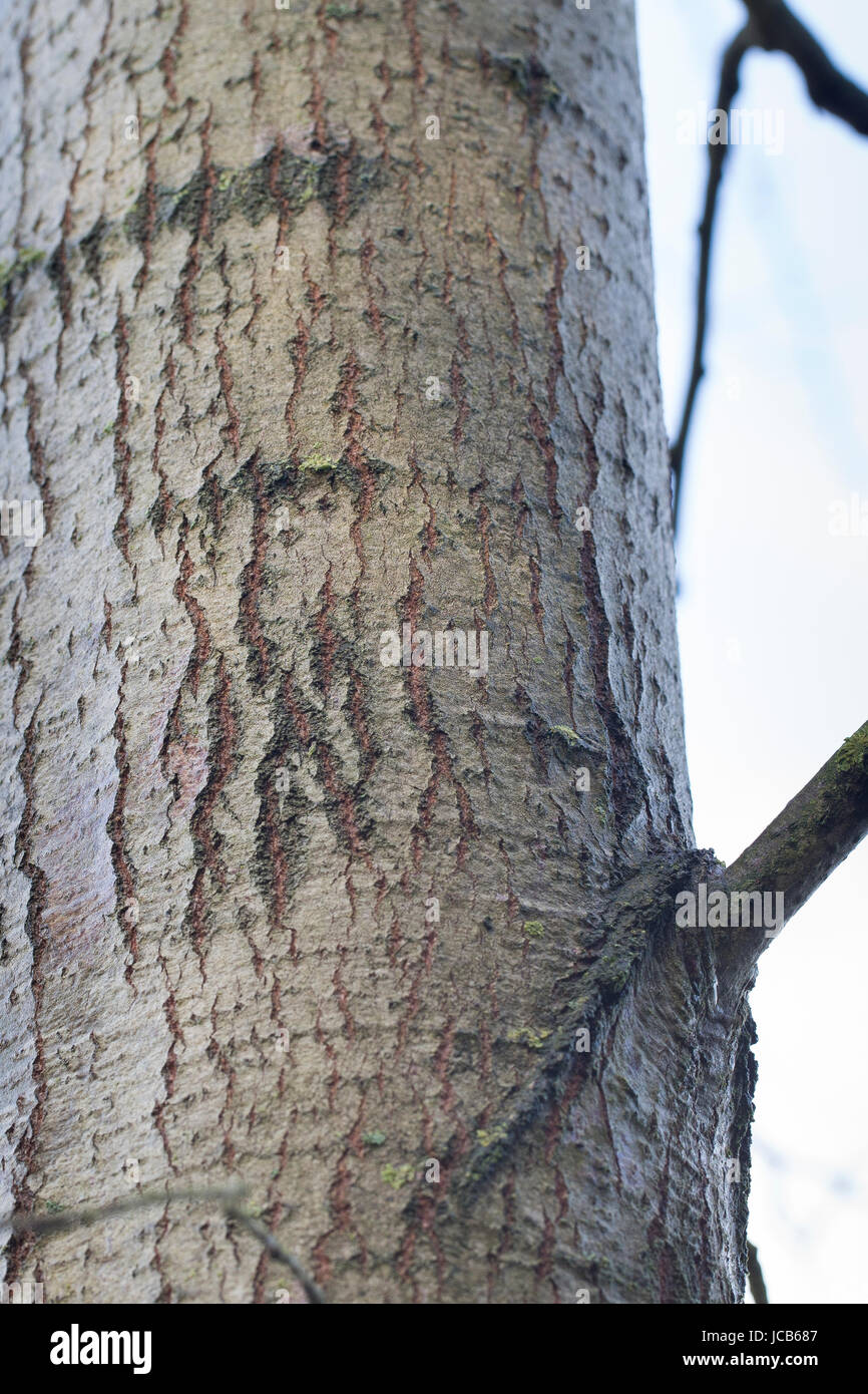 Zitterpappel, Zitter-Pappel, Pappel, Espe, Rinde, Stamm, Borke, Populus ...