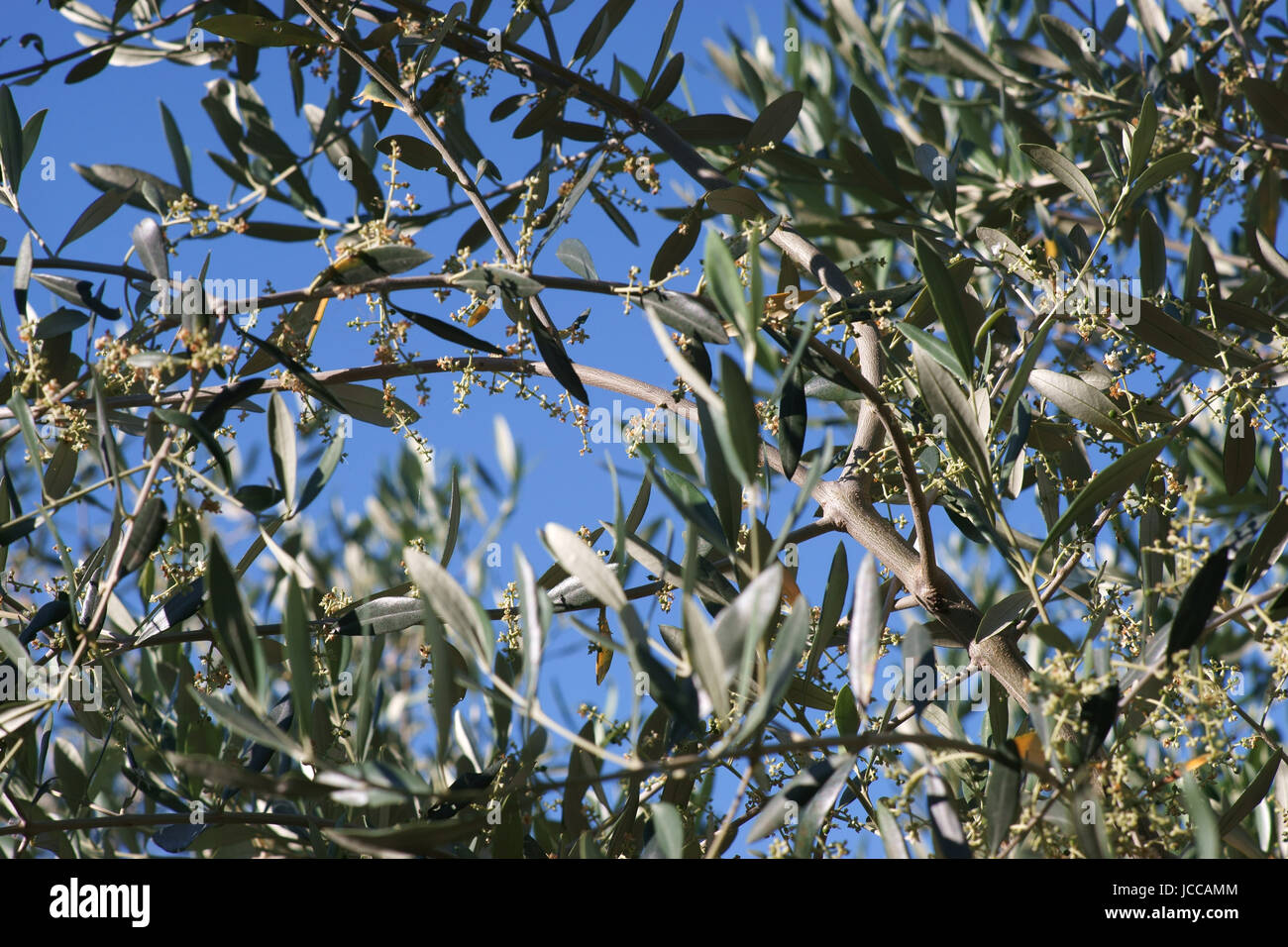 Olivo olivenbaum -Fotos und -Bildmaterial in hoher Auflösung – Alamy