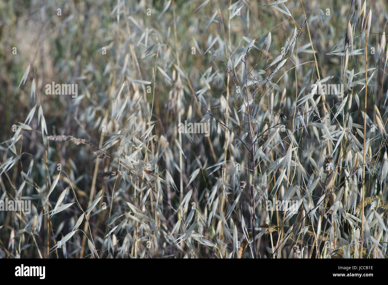 Hohes schwingelgras -Fotos und -Bildmaterial in hoher Auflösung – Alamy