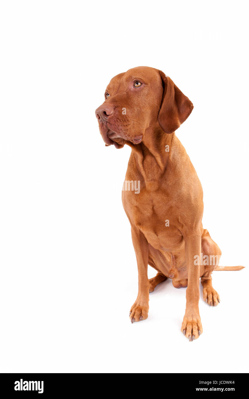 niedliche Zeiger Hund sitzen beim Nachschlagen von seitwärts mit Platz ...