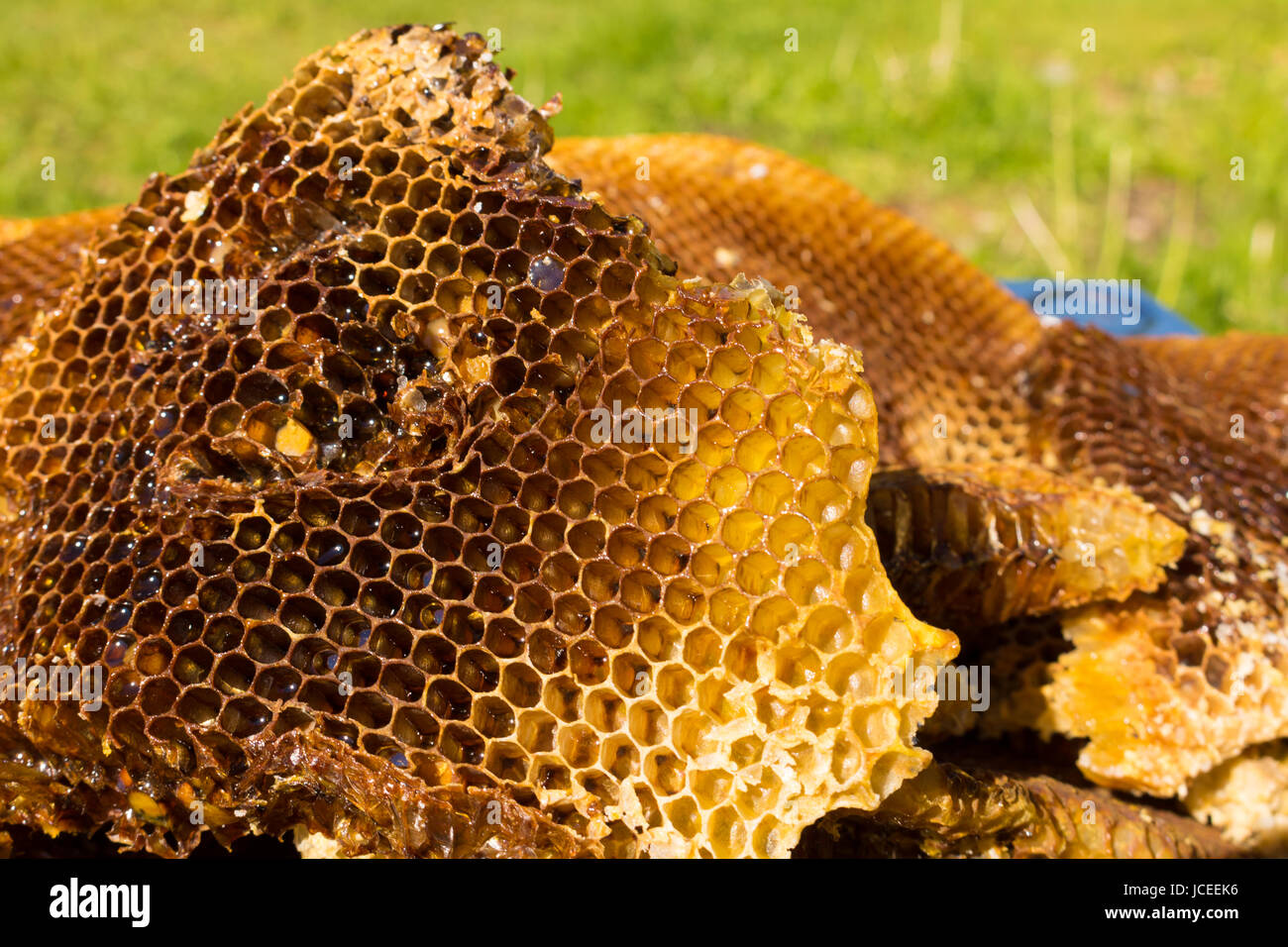 Wald honig -Fotos und -Bildmaterial in hoher Auflösung – Alamy