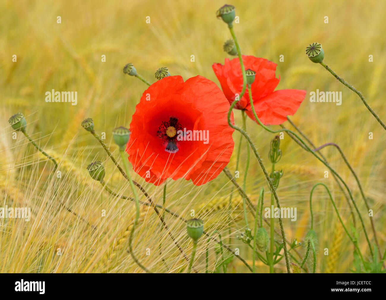 Wilder klatsch -Fotos und -Bildmaterial in hoher Auflösung – Alamy