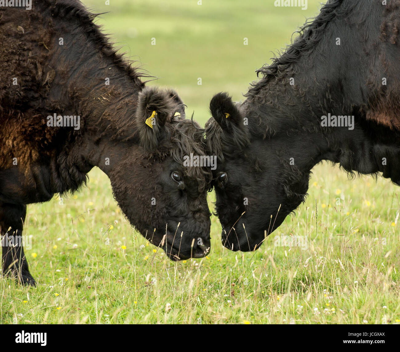 Schwarzer galloway -Fotos und -Bildmaterial in hoher Auflösung – Alamy