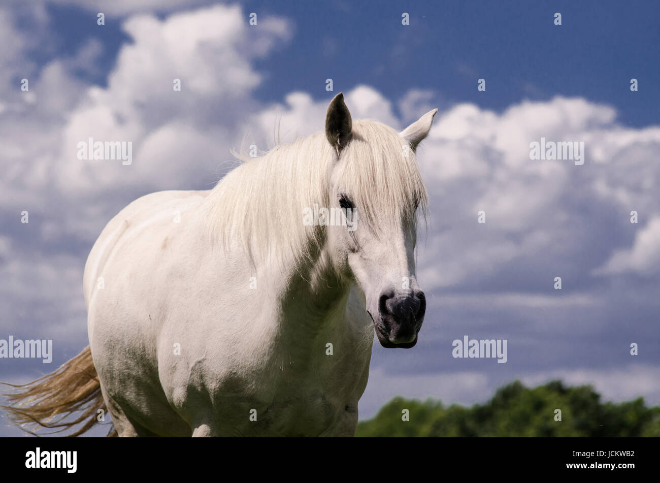 Weißmähnen -Fotos und -Bildmaterial in hoher Auflösung – Alamy