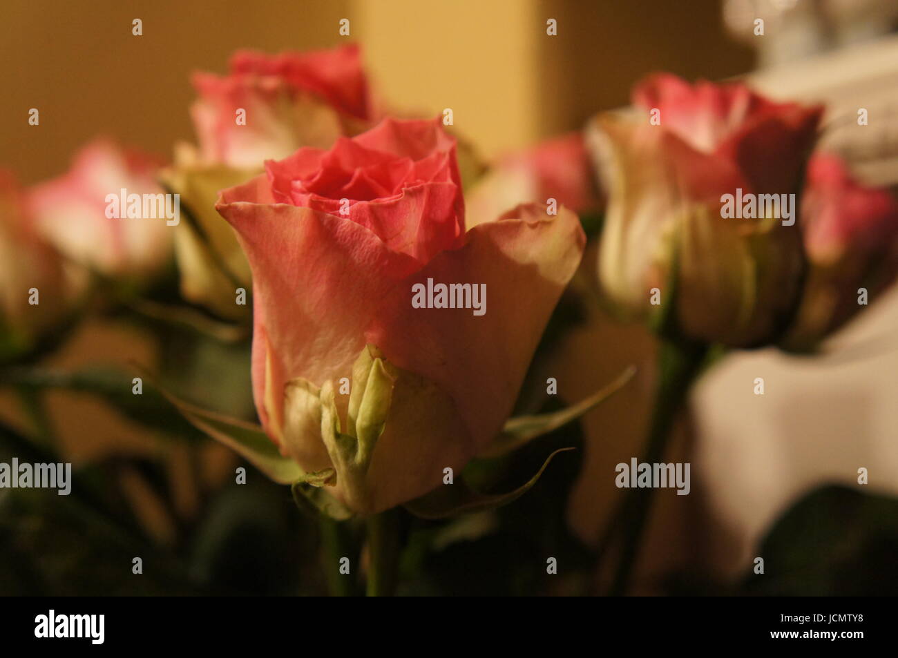 Mehrfarbenrosen nah oben -Fotos und -Bildmaterial in hoher Auflösung ...
