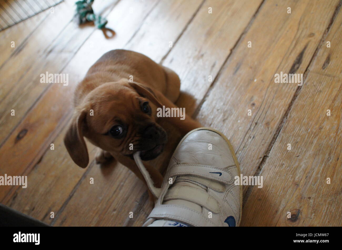 Naughty beagle -Fotos und -Bildmaterial in hoher Auflösung – Alamy