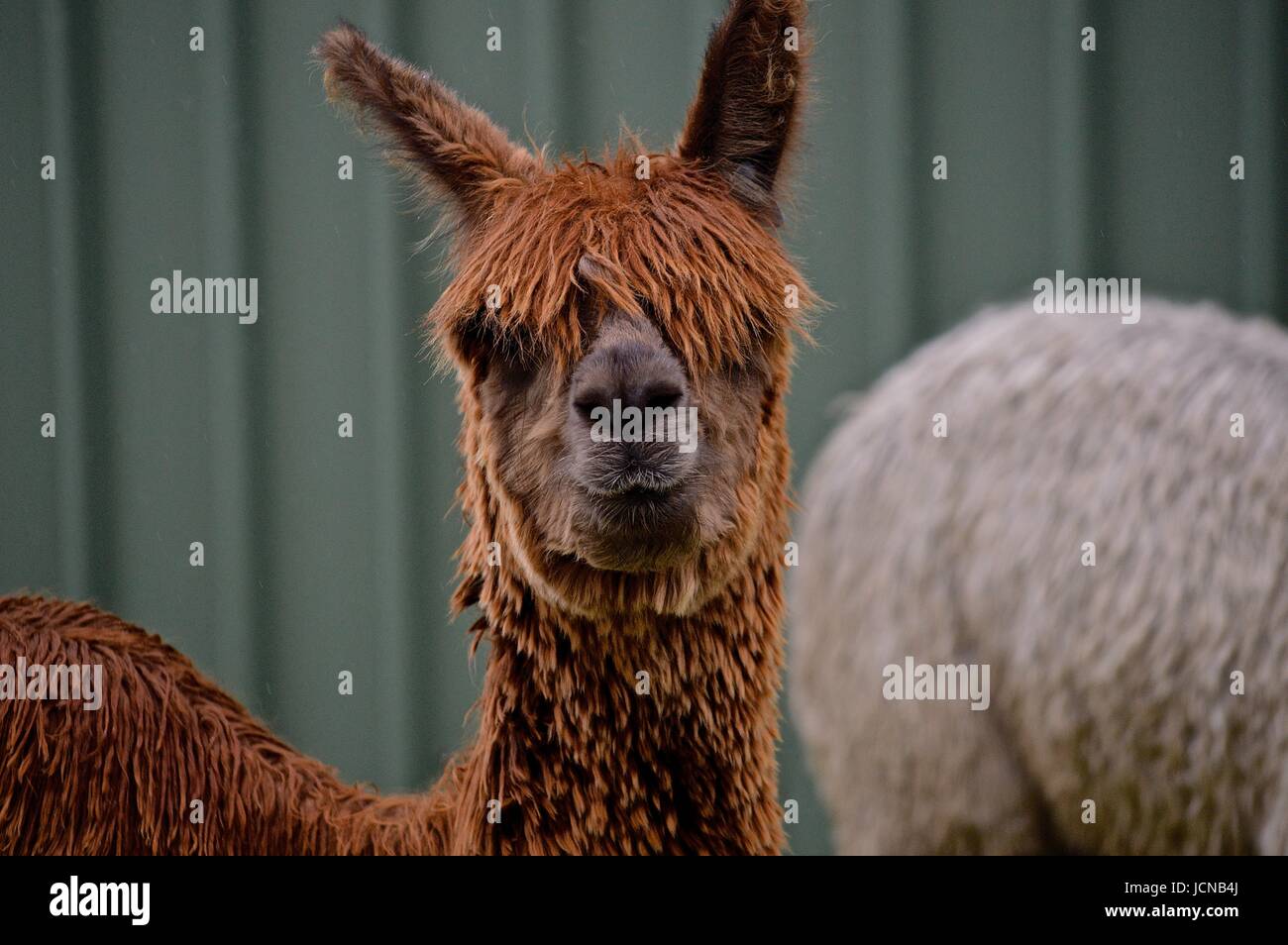 Alpaka wollig -Fotos und -Bildmaterial in hoher Auflösung – Alamy