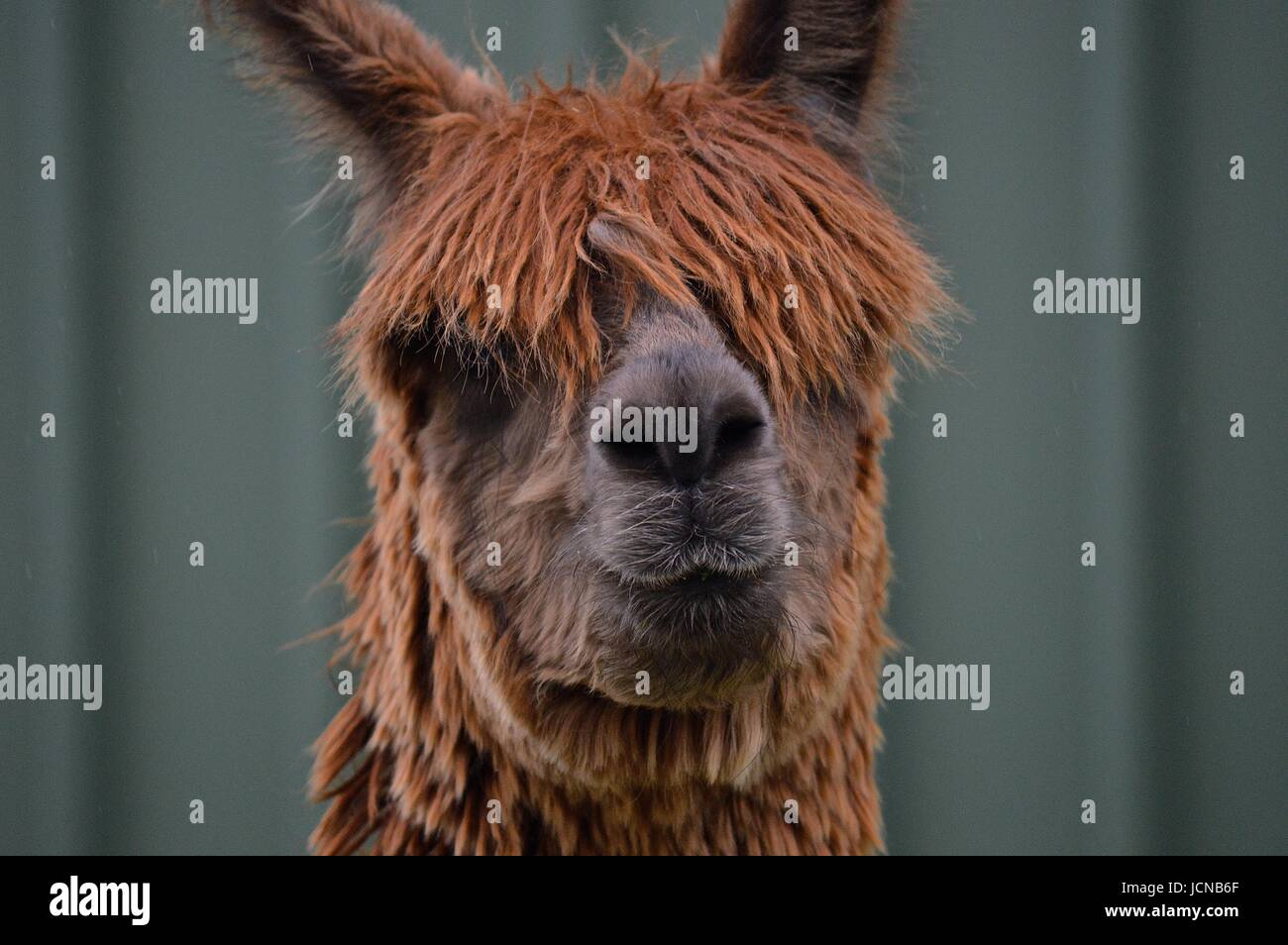 Alpaka wollig -Fotos und -Bildmaterial in hoher Auflösung – Alamy