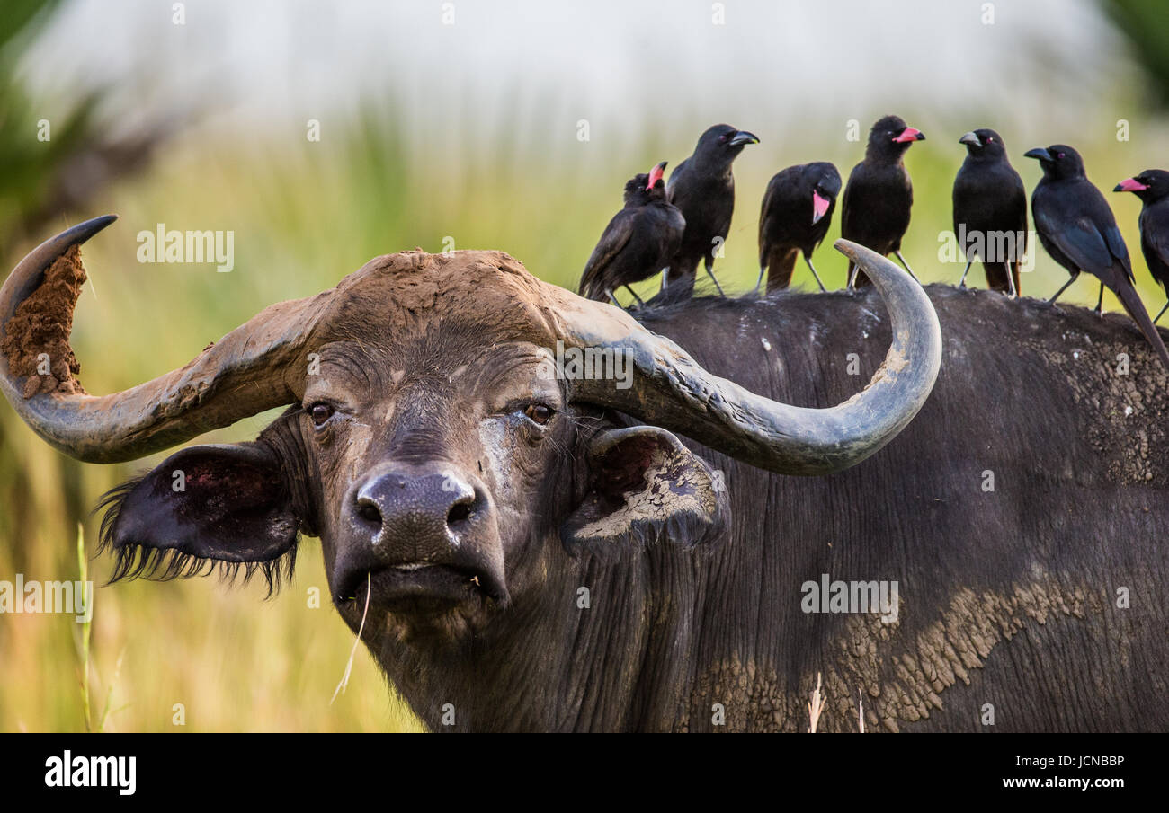 Büffel in der Savanne mit Vögel auf dem Rücken. Afrika. Uganda. Eine ...