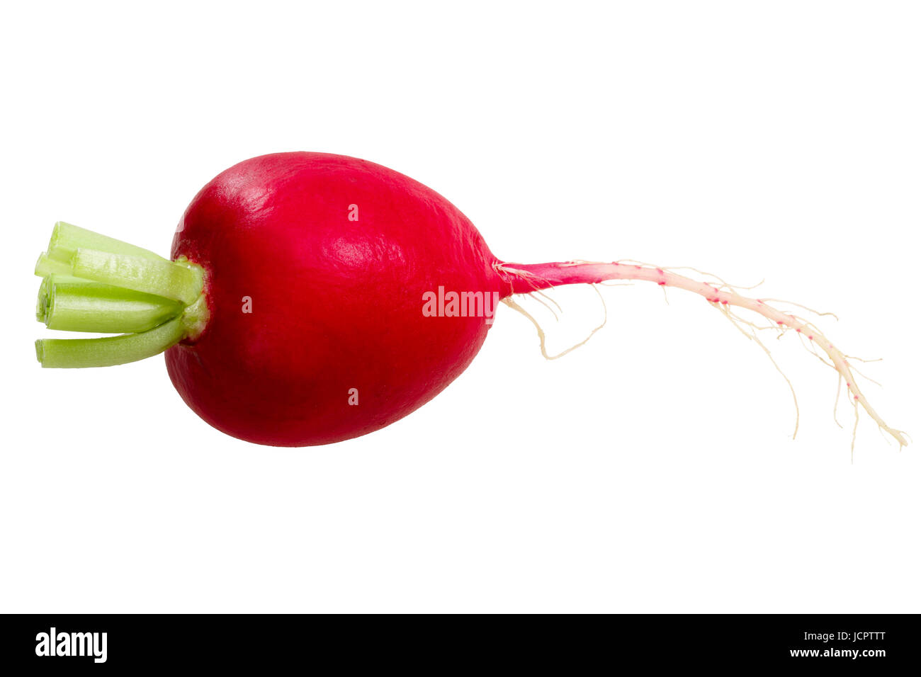 European radish raphanus sativus -Fotos und -Bildmaterial in hoher ...